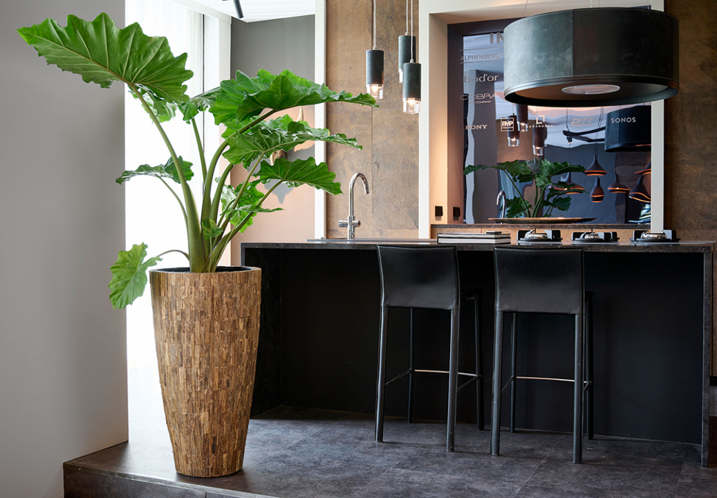 Versluis planten in hoge bloempot | Versluis Kantoorinrichters